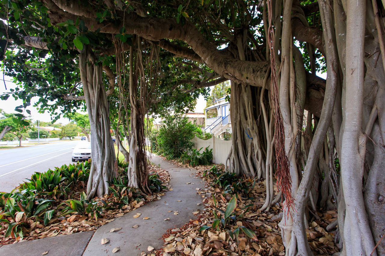 Brisbane trees | Brisbane City Council